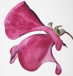 Cuffe, Grainne – Graphic Studio Gallery