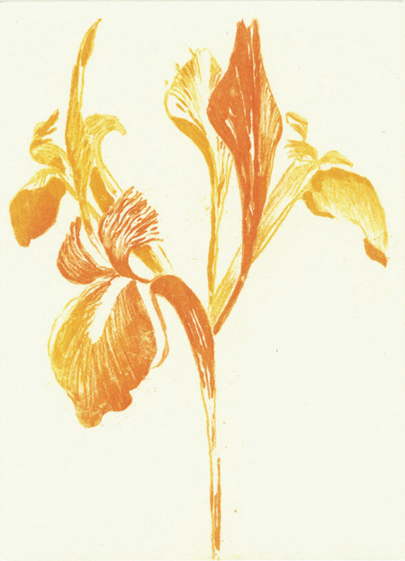 Grainne Cuffe, Golden Iris – Graphic Studio Gallery