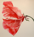 Cuffe, Grainne – Graphic Studio Gallery