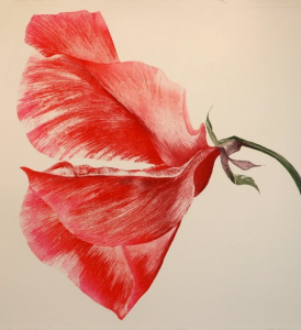 Cuffe, Grainne – Graphic Studio Gallery