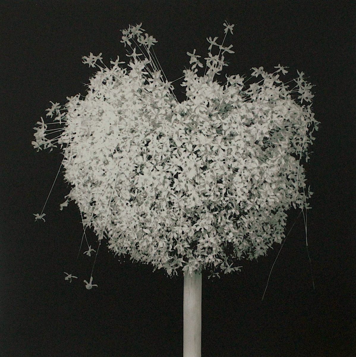 Rolfe, Nigel – Graphic Studio Gallery